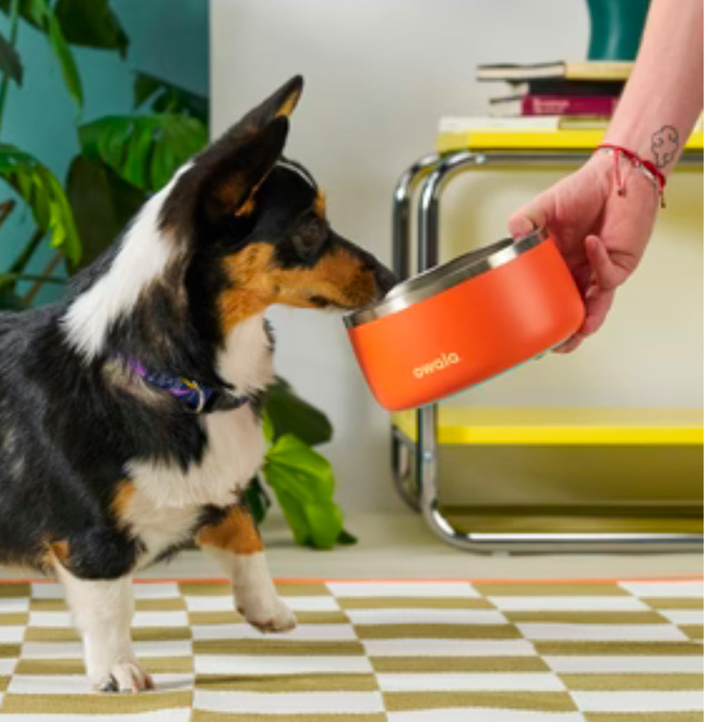 Pet food plate – Make Down